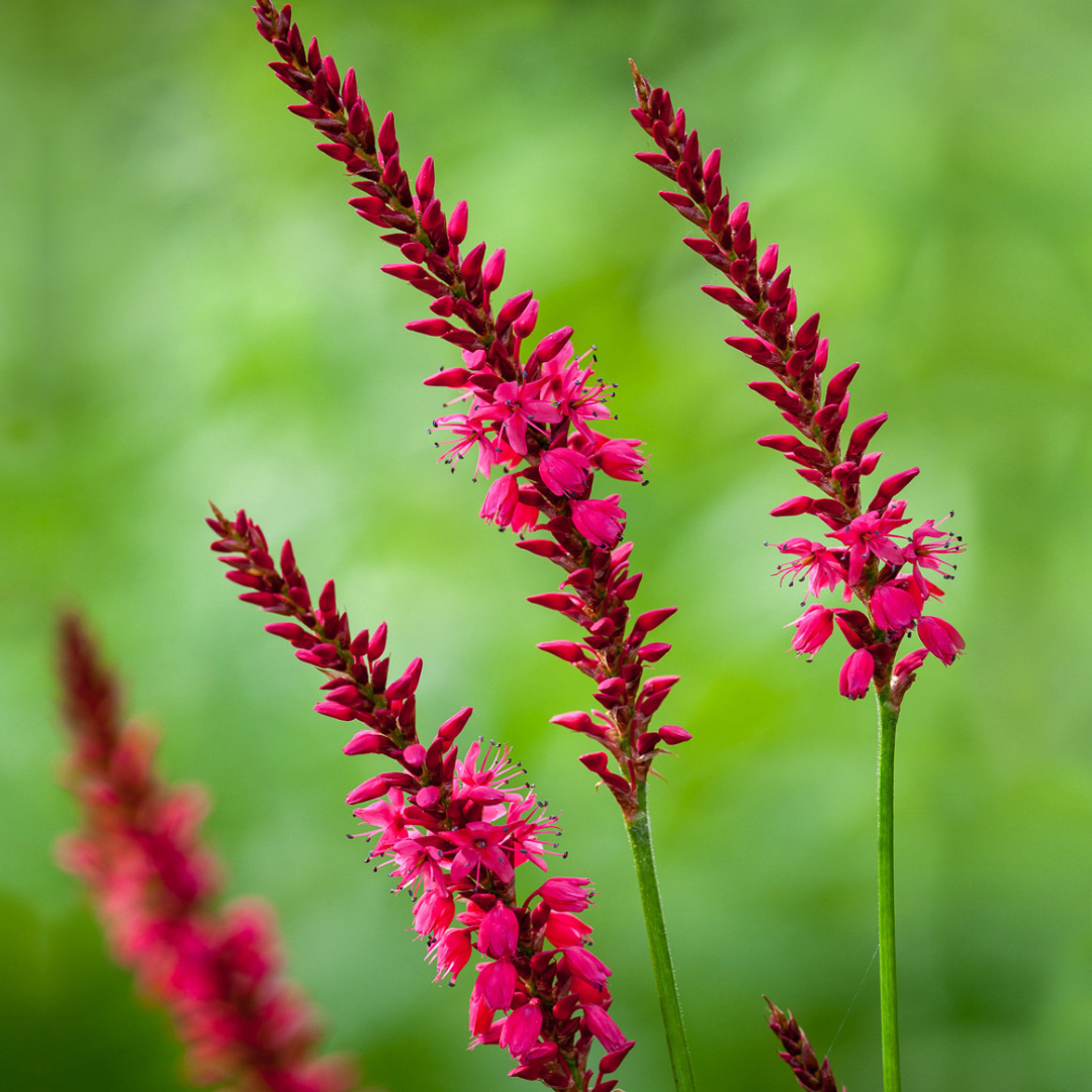 Grown to Inspire | Persicaria 'Firetail' | Ontario Grown & Delivered ...