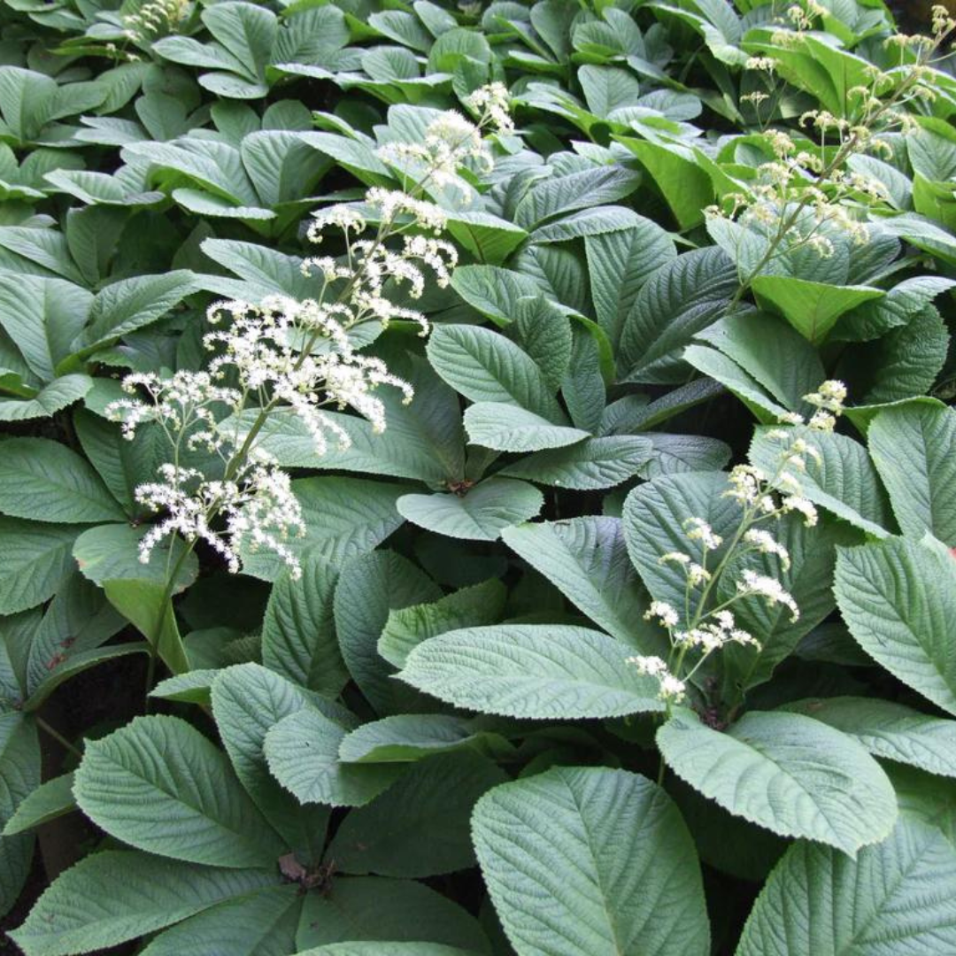 Rodgersia aesculifolia | Ontario Grown Shade Perennial | Hand-Delivered ...