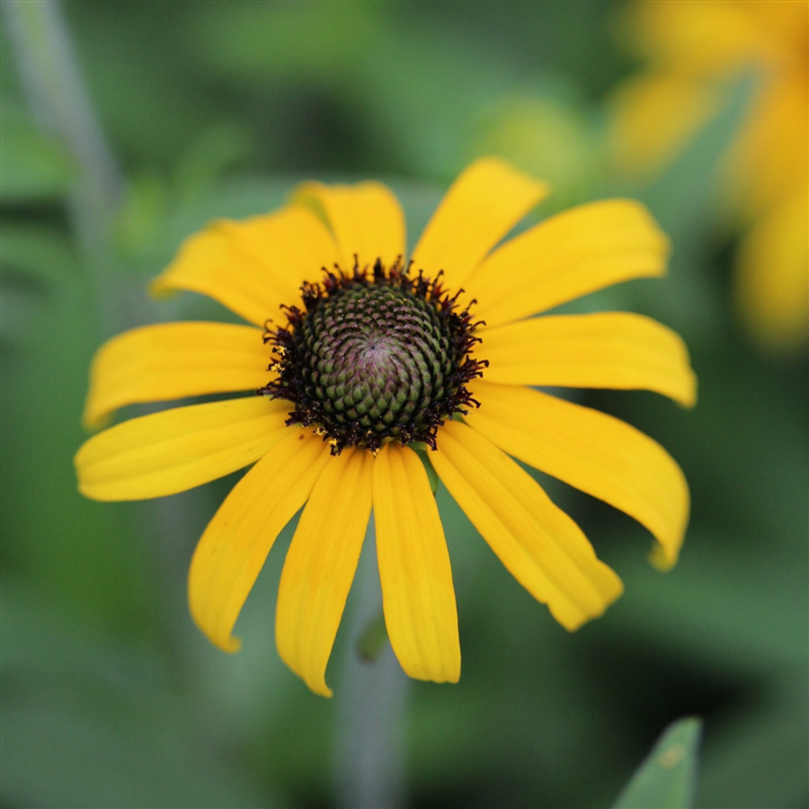Buy Rudbeckia 'American Gold Rush' | Unrivaled Perennials – Black Sheep ...