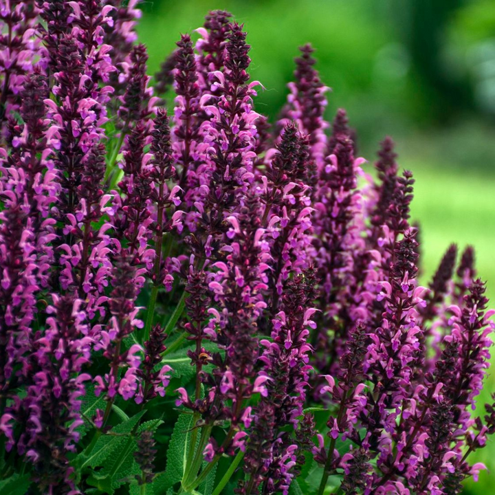 Buy Salvia 'Bumbleberry' | Unrivaled Perennials – Black Sheep Perennials
