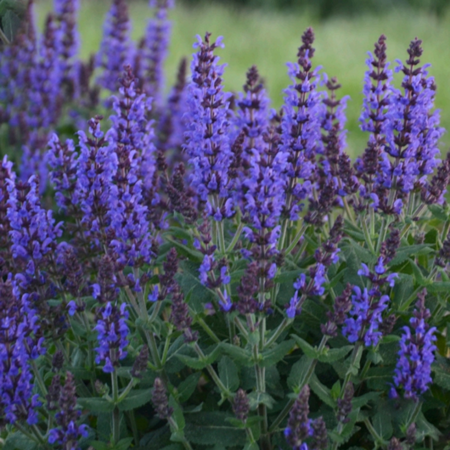 Buy Salvia 'Bumbleblue' | Unrivaled Perennials – Black Sheep Perennials