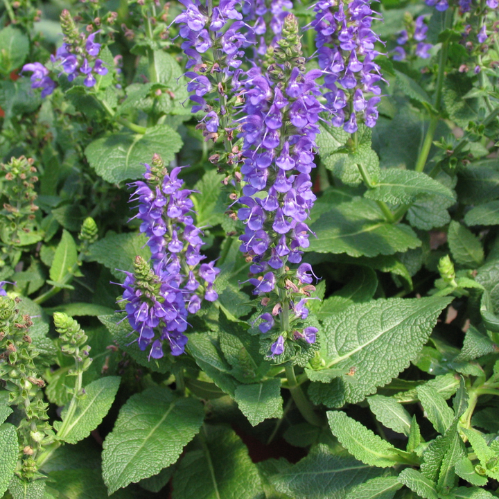 Buy Salvia 'May Night' | Unrivaled Perennials – Black Sheep Perennials