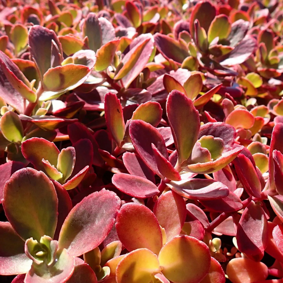 Shop Sedum 'Wildfire' | Locally Grown| Trusted by Gardeners – Black ...