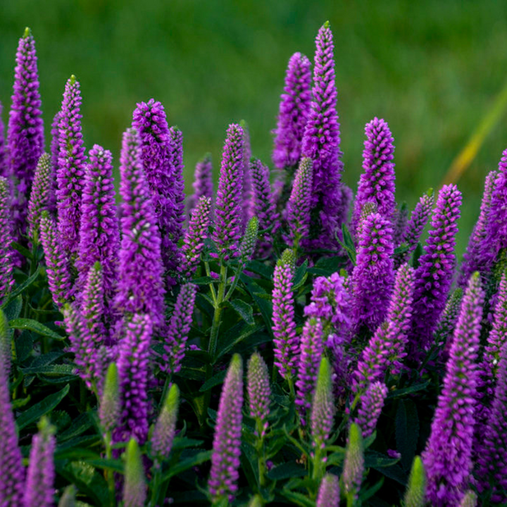 Buy Now | Veronica 'Magic Show Purple Illusion' | Ontario Grown | Local ...