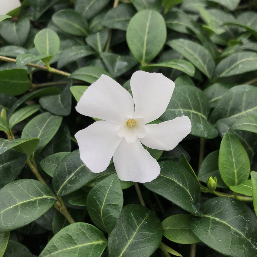 Ground Covers – Black Sheep Perennials